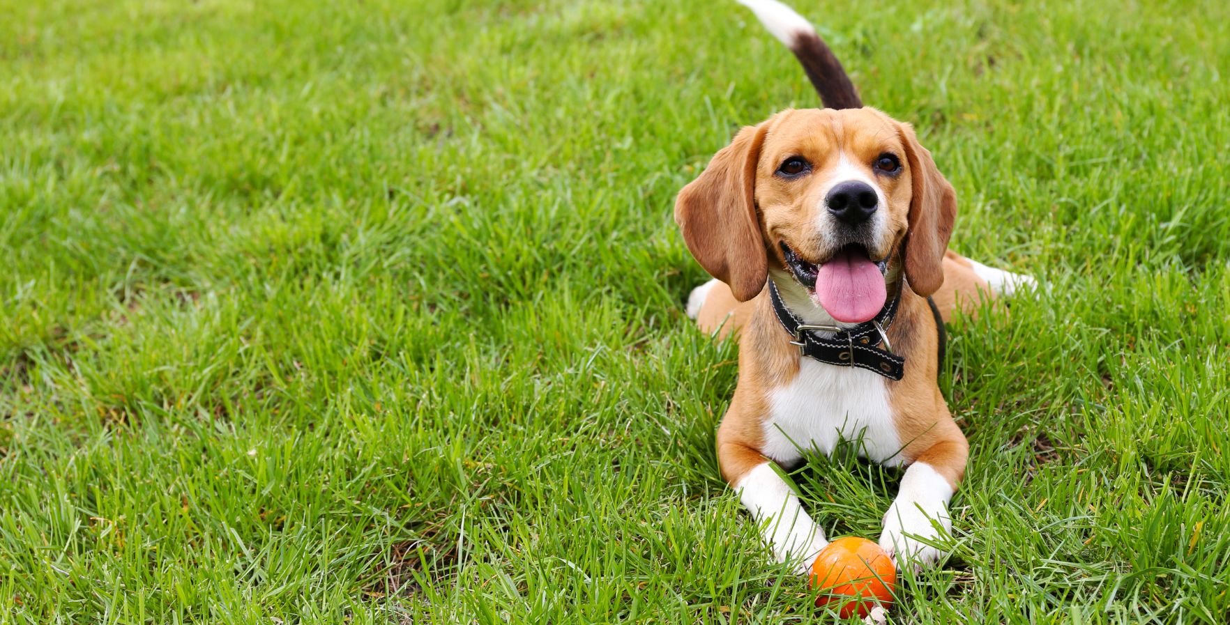 Vet Mobile Clinic In Lawrence, KS | Hall Veterinary Services