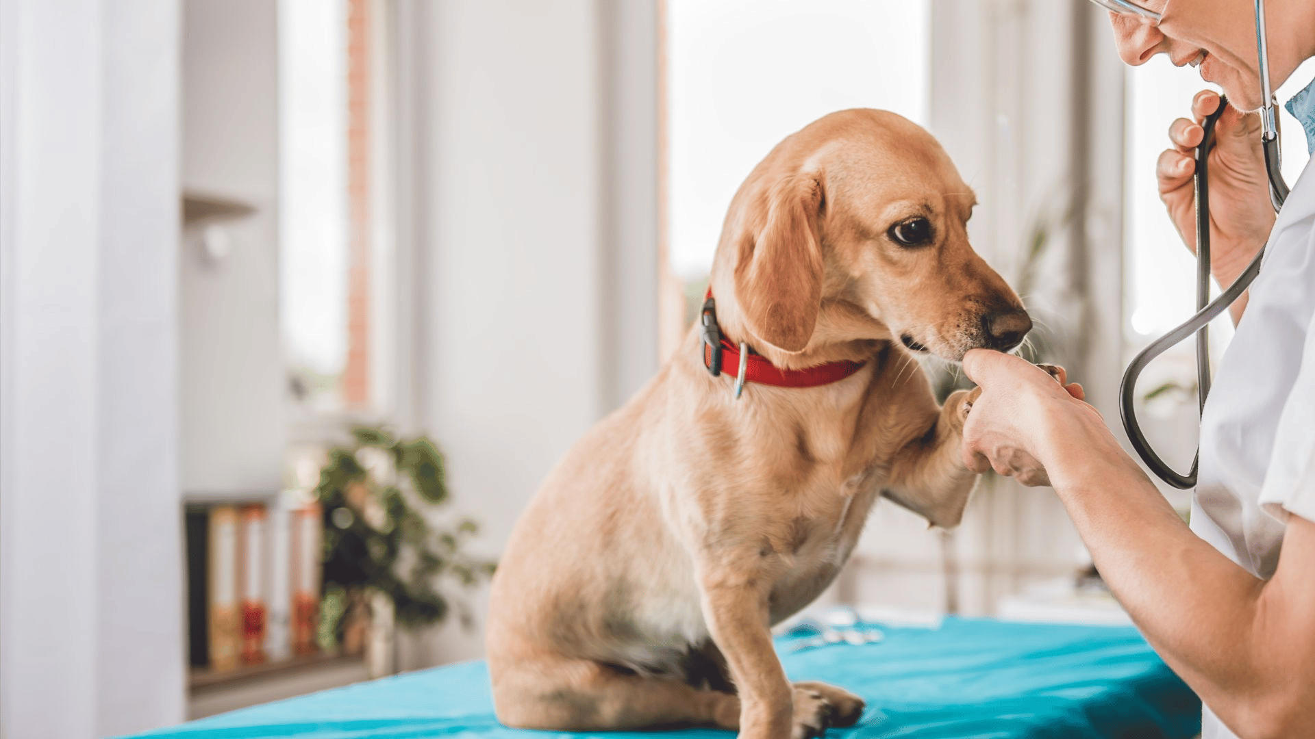 Pet Laboratory In Lawrence, KS | Hall Veterinary Services