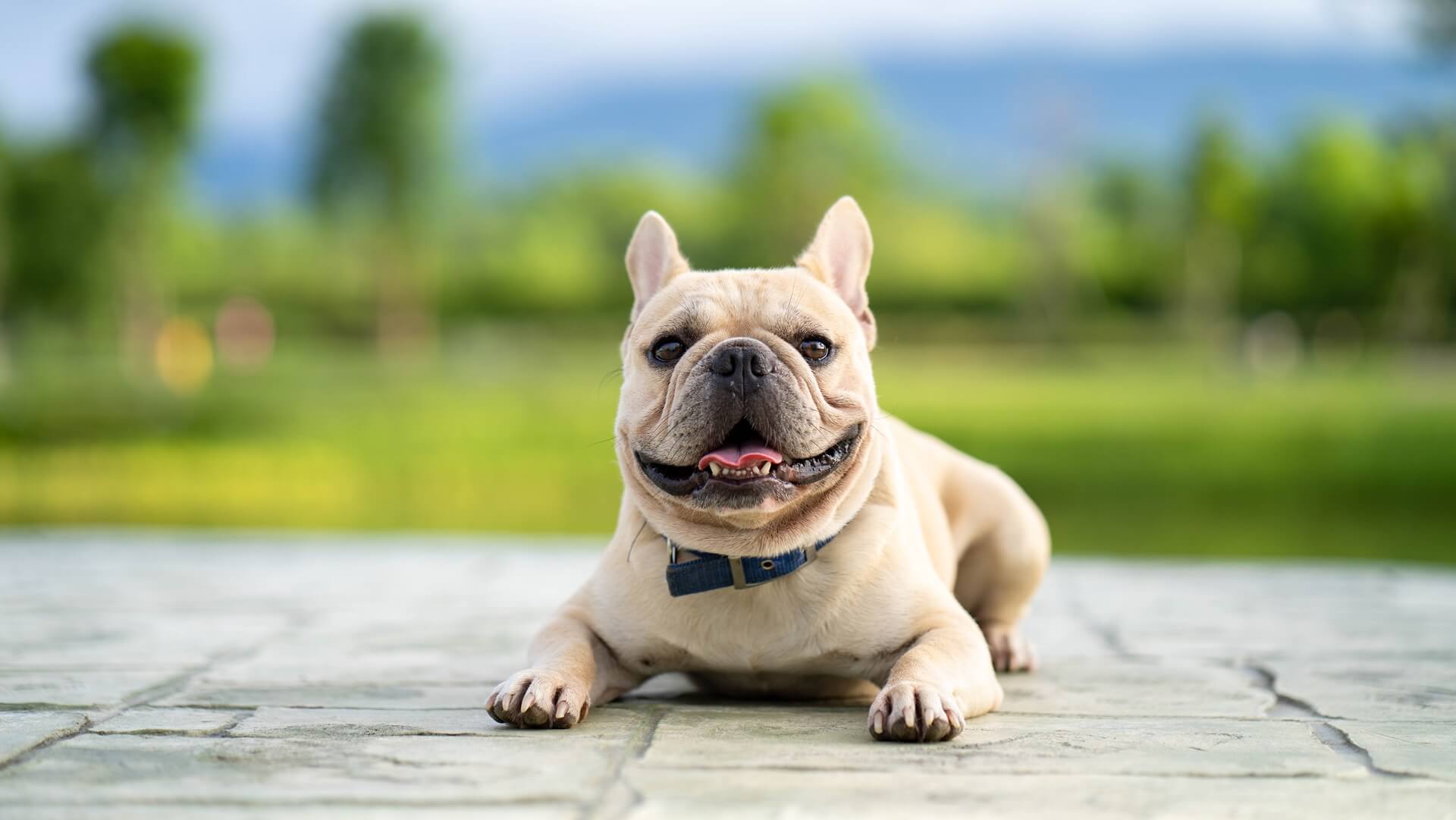 Vet Reviews In Lawrence, KS 66046 | Hall Veterinary Services