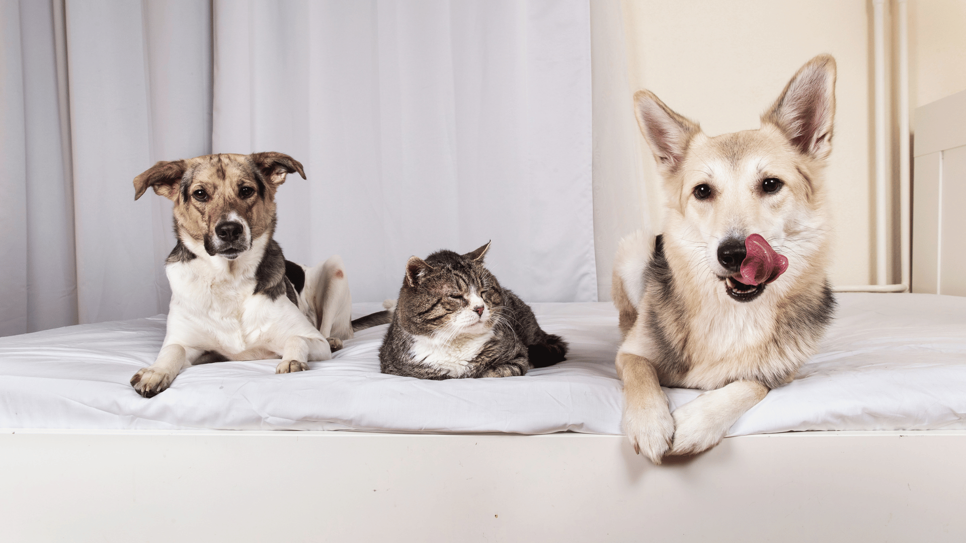 Veterinarian In Lawrence, KS | Hall Veterinary Services