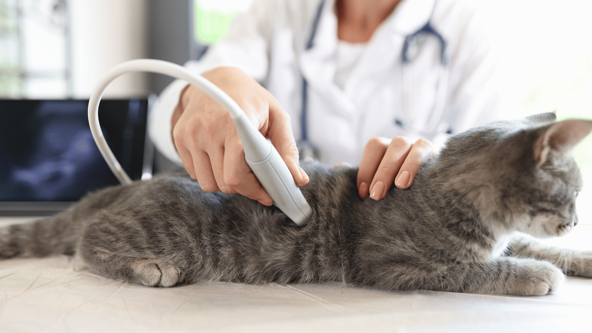 Pet Radiographs In Lawrence, KS | Hall Veterinary Services