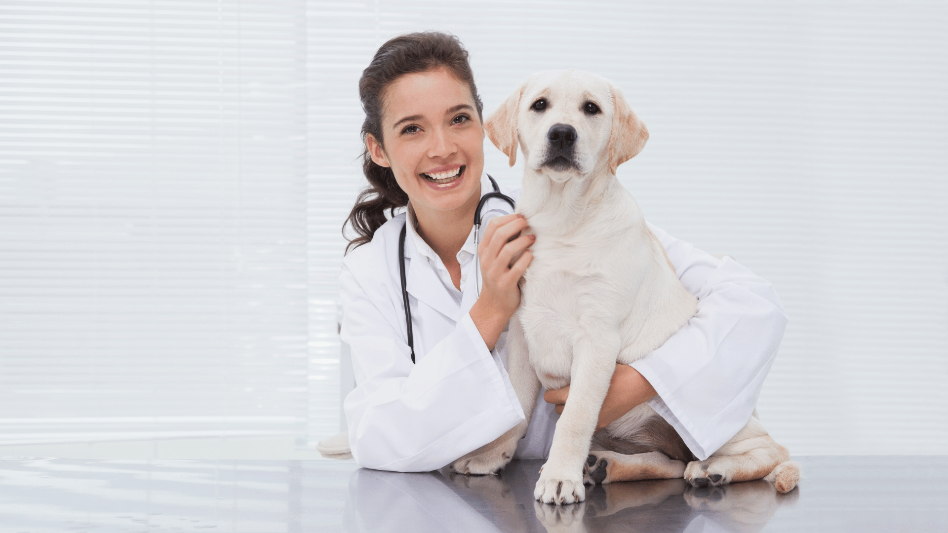 Pet Wellness Exam In Lawrence, KS 66046 | Hall Veterinary Services