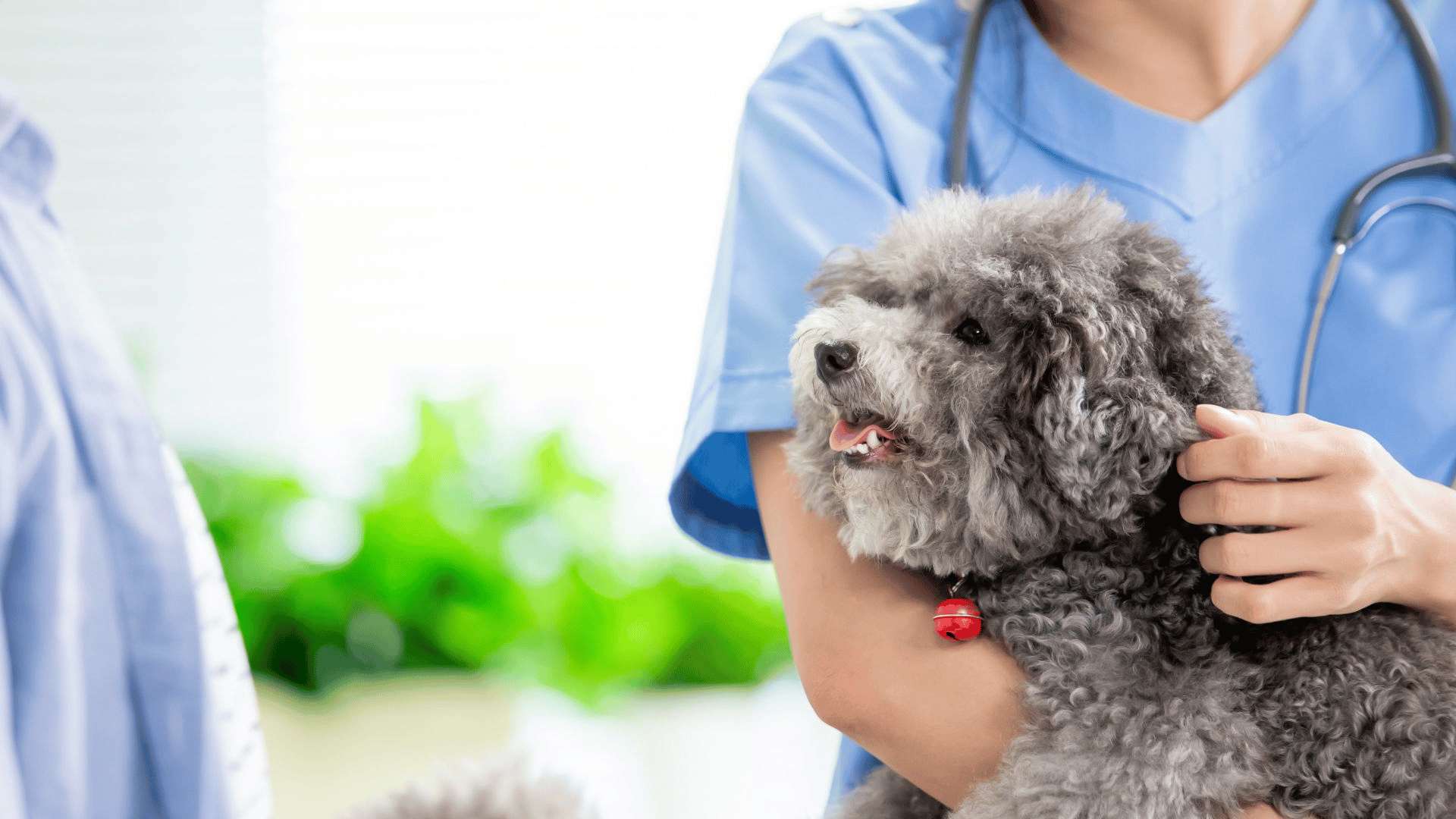 New Patient Form | Hall Veterinary Services